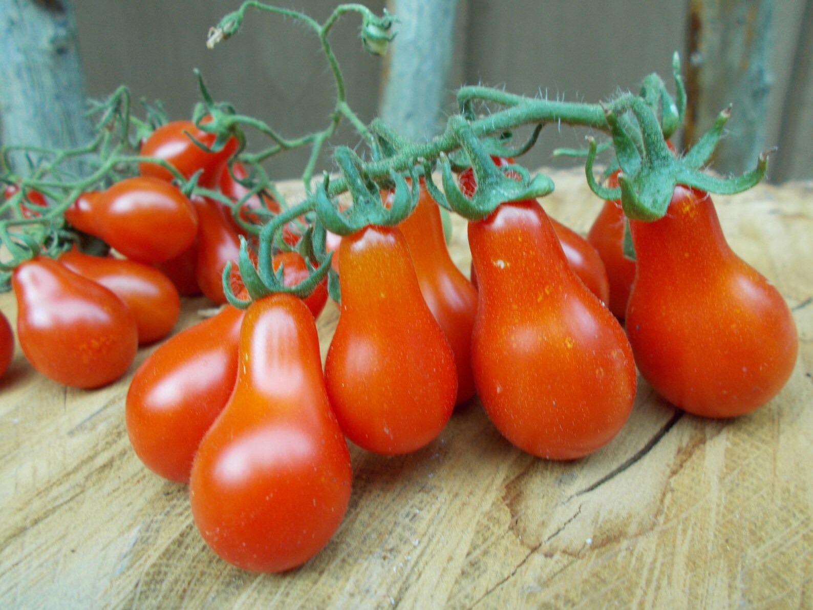 Red Pear cherry Tomato Seeds pesticide free garden red pear | Etsy Red Pear cherry Tomato Seeds pesticide free garden red pear | Etsy