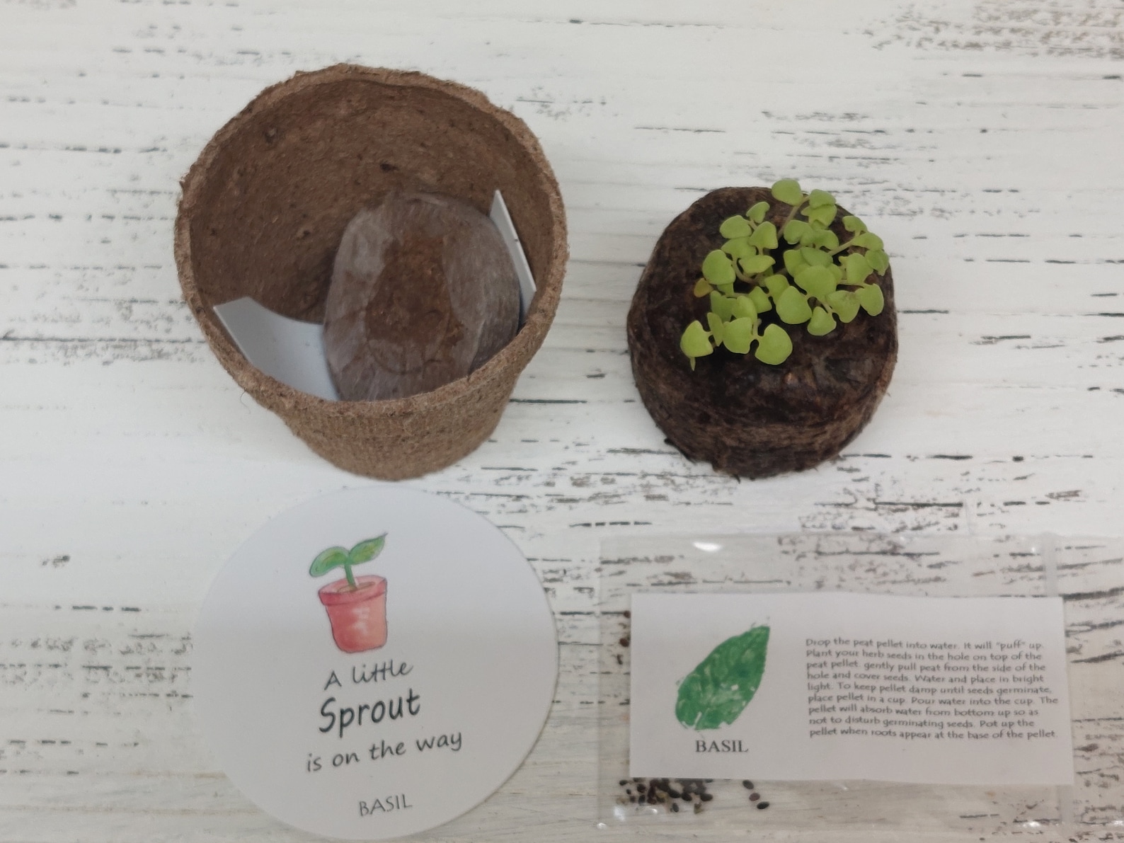 A Little Sprout Garden Kit Herb Party Favor Baby Shower - Etsy