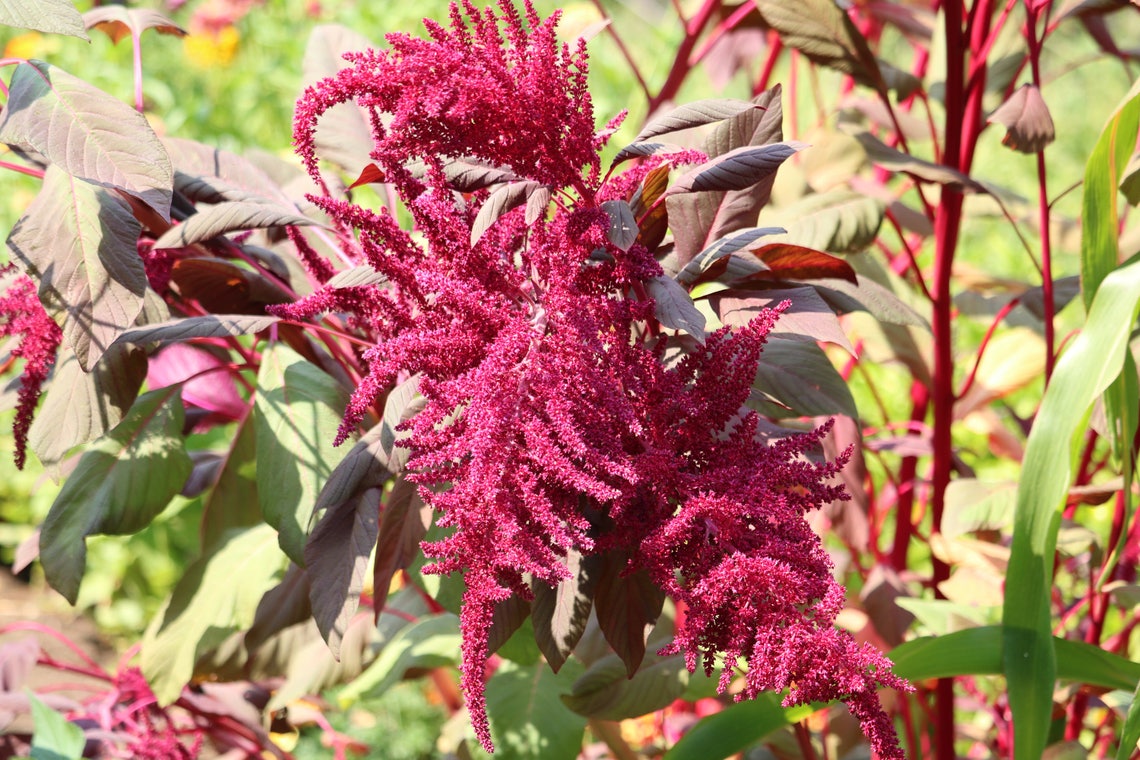 Burgundy Amaranth Flower Seeds Annual Flower Tassel Flower | Etsy