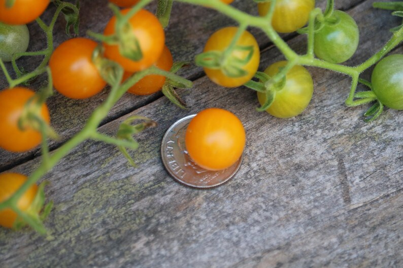 Yellow Currant Tomato Seeds Tiny Heirloom Tomato seeds | Etsy