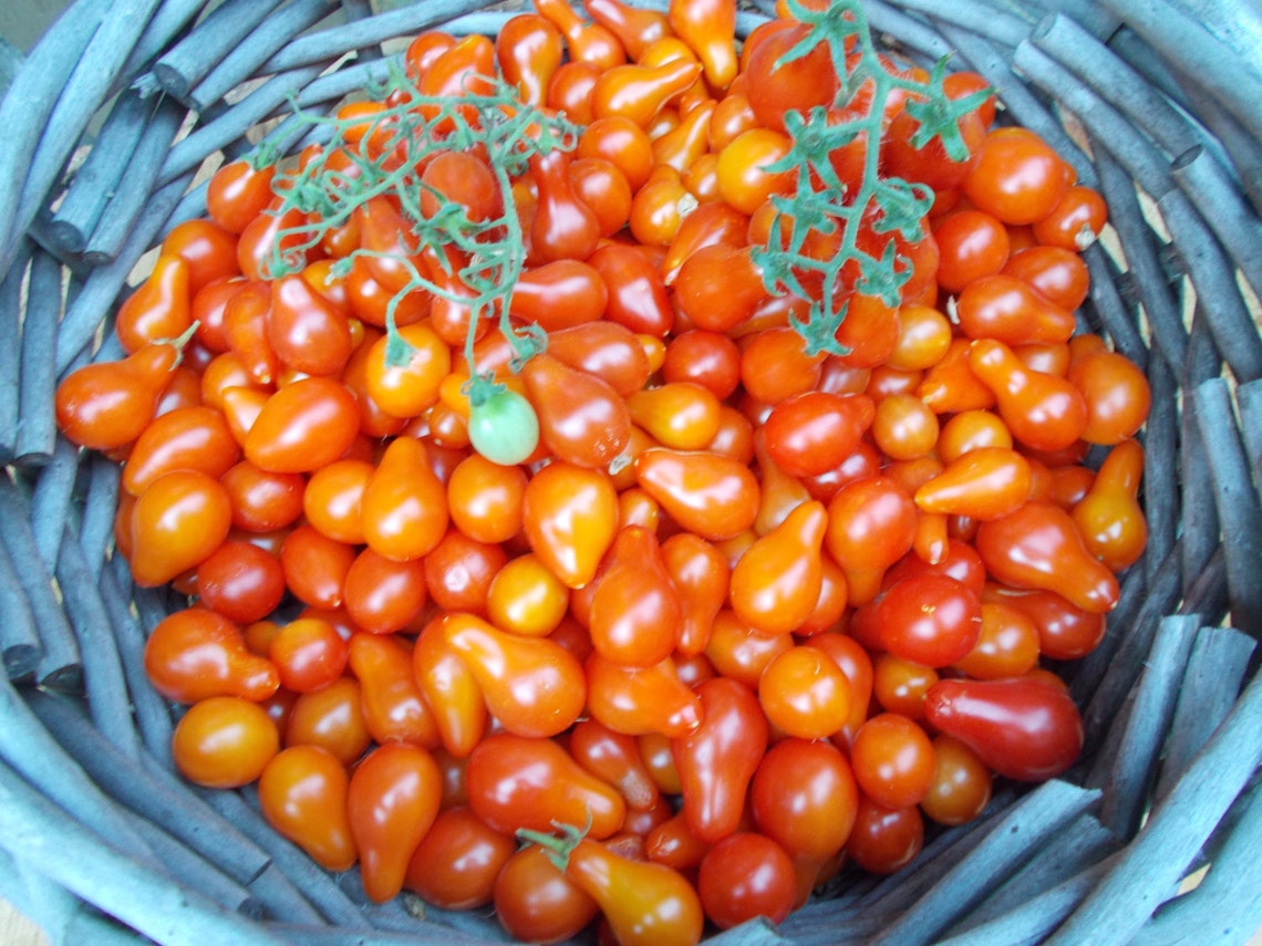 Red Pear cherry Tomato Seeds pesticide free garden red pear | Etsy Red Pear cherry Tomato Seeds pesticide free garden red pear | Etsy