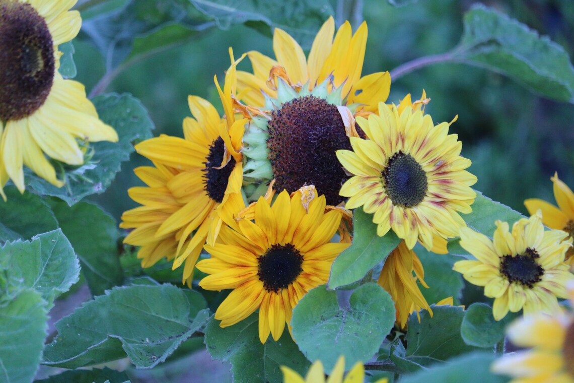 25 Elves Blend Sunflower Seeds Dwarf Cut Flower Sunflower - Etsy