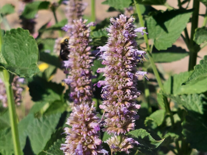 50 Purple Hyssop Hummingbird Mint Perennial Flower Seeds - Etsy