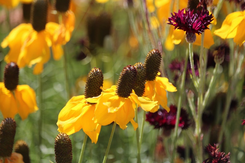 Mexican Hat Flower Seeds, Ratibida Seeds, Easy Growing Wildflower ...