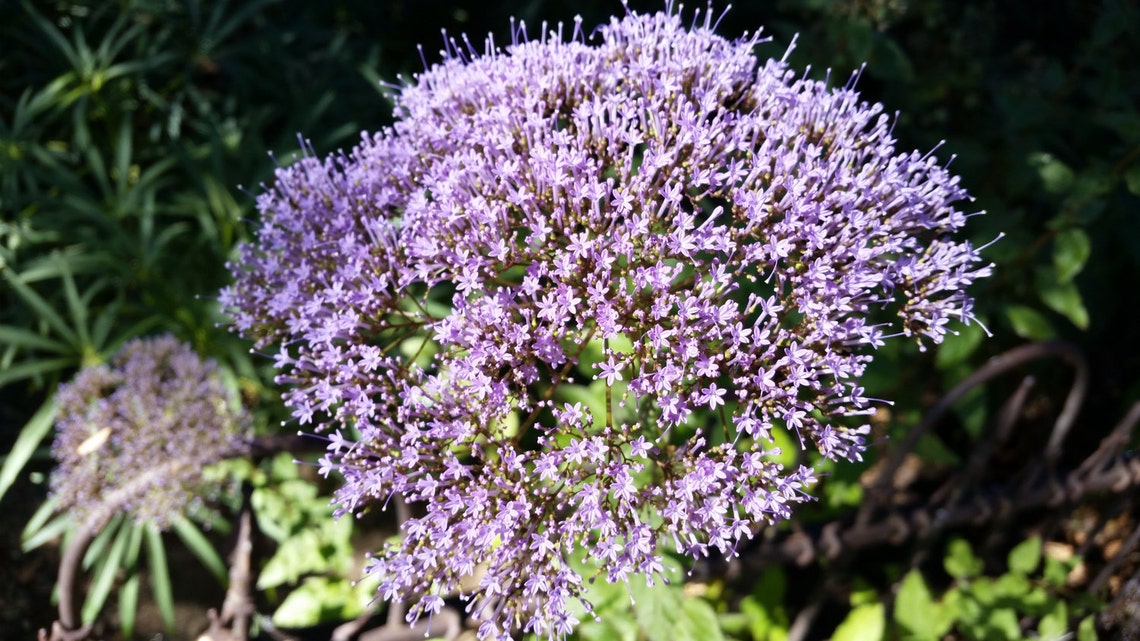 Purple Trachelium Flower Seeds, Perennial Plant, Fabulous Cut Flower ...