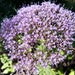 Purple Trachelium Flower Seeds, Perennial Plant, Fabulous Cut Flower ...