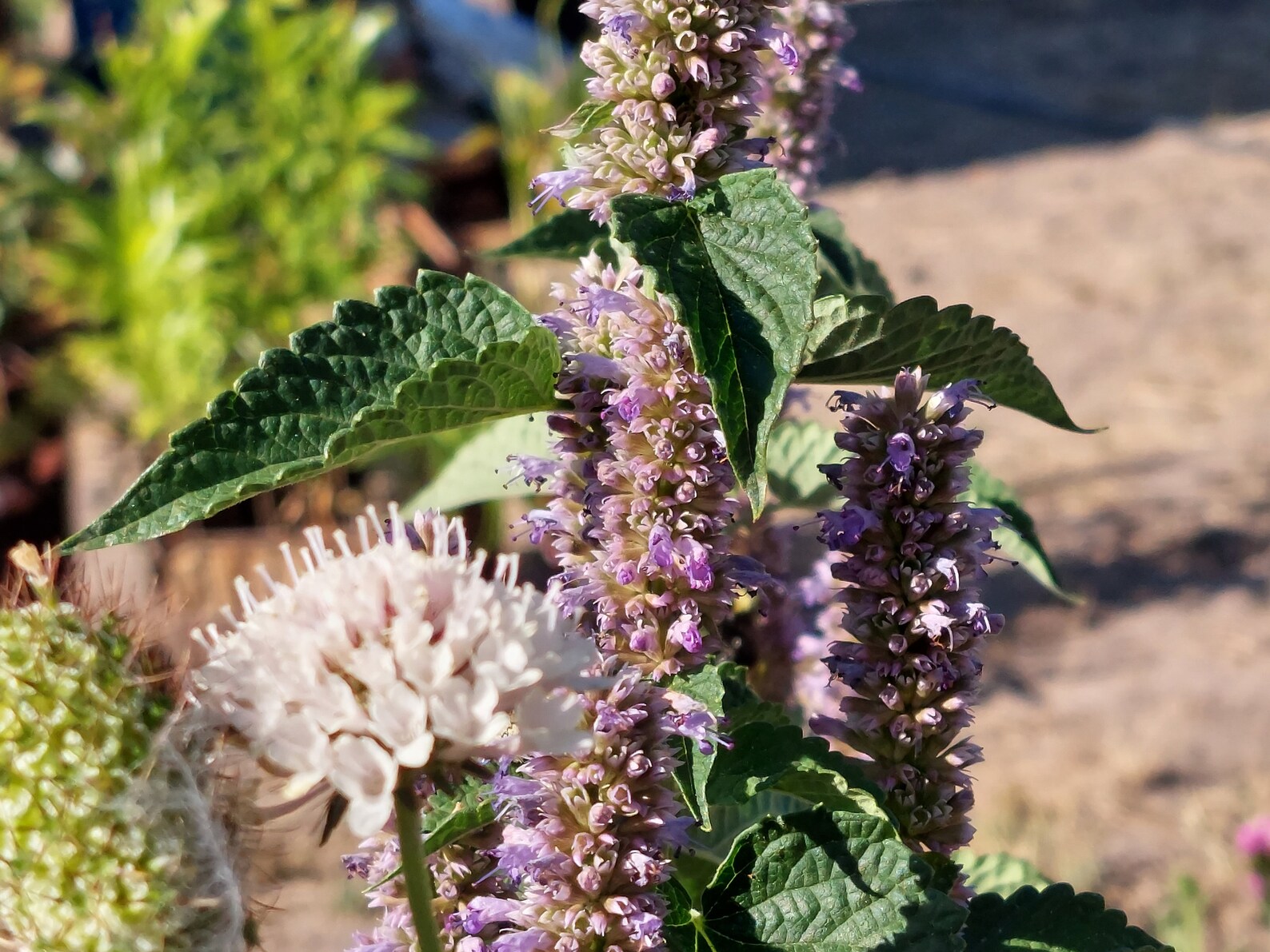 50 Purple Hyssop Hummingbird Mint Perennial Flower Seeds - Etsy