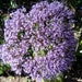 Purple Trachelium Flower Seeds, Perennial Plant, Fabulous Cut Flower ...
