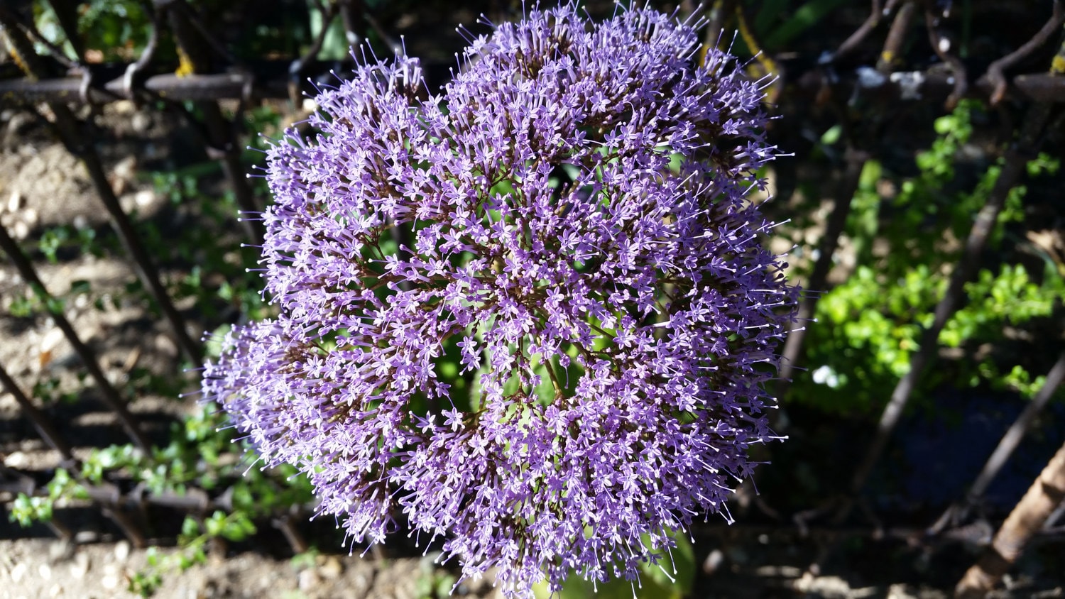 Purple Trachelium flower seeds perennial plant fabulous cut - Etsy 日本