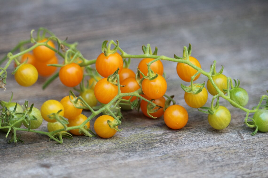 Yellow Currant Tomato Seeds Tiny Heirloom Tomato seeds | Etsy