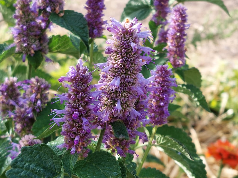 50 Purple Hyssop Hummingbird Mint Perennial Flower Seeds - Etsy