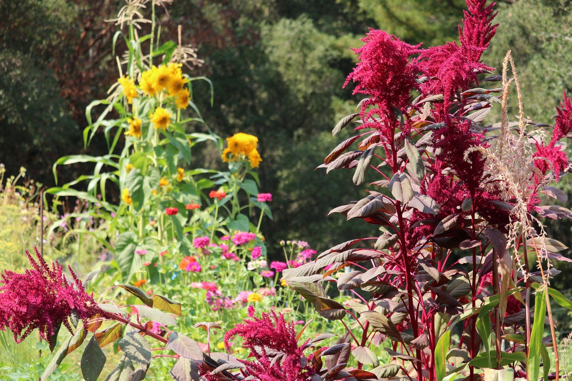 Burgundy Amaranth Flower Seeds Annual Flower Tassel Flower | Etsy