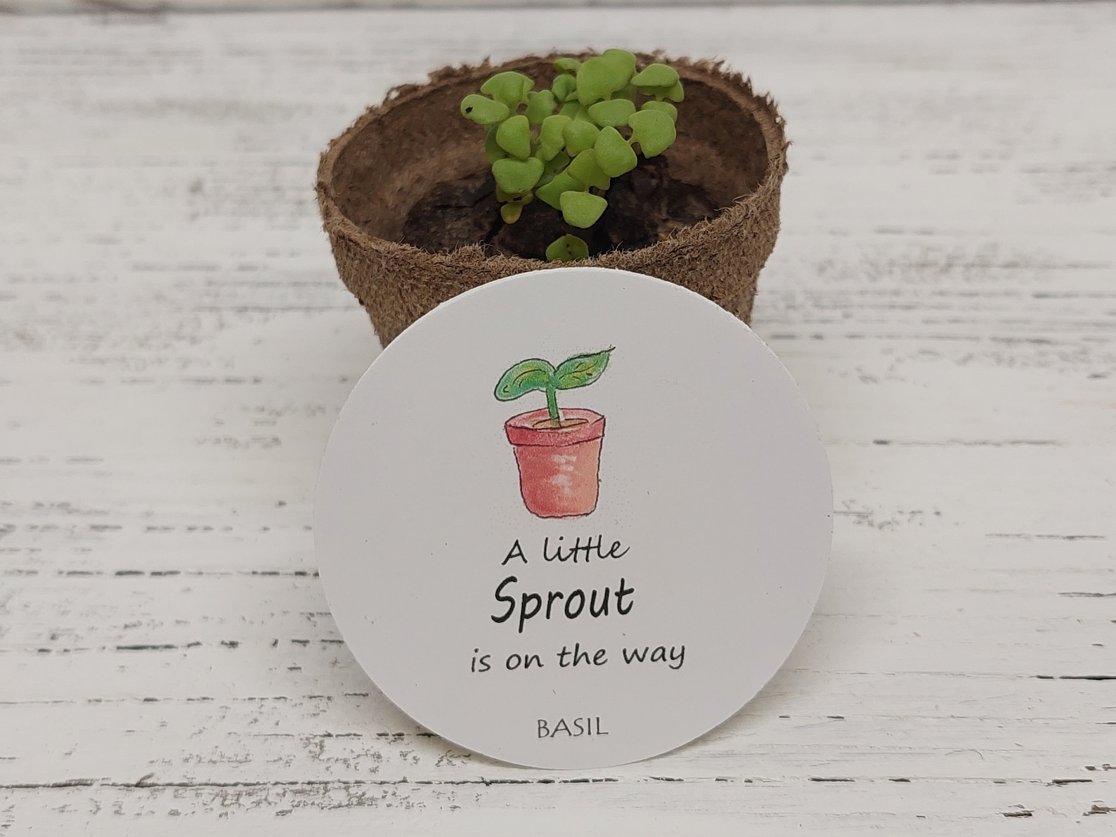 A Little Sprout Garden Kit Herb Party Favor Baby Shower - Etsy