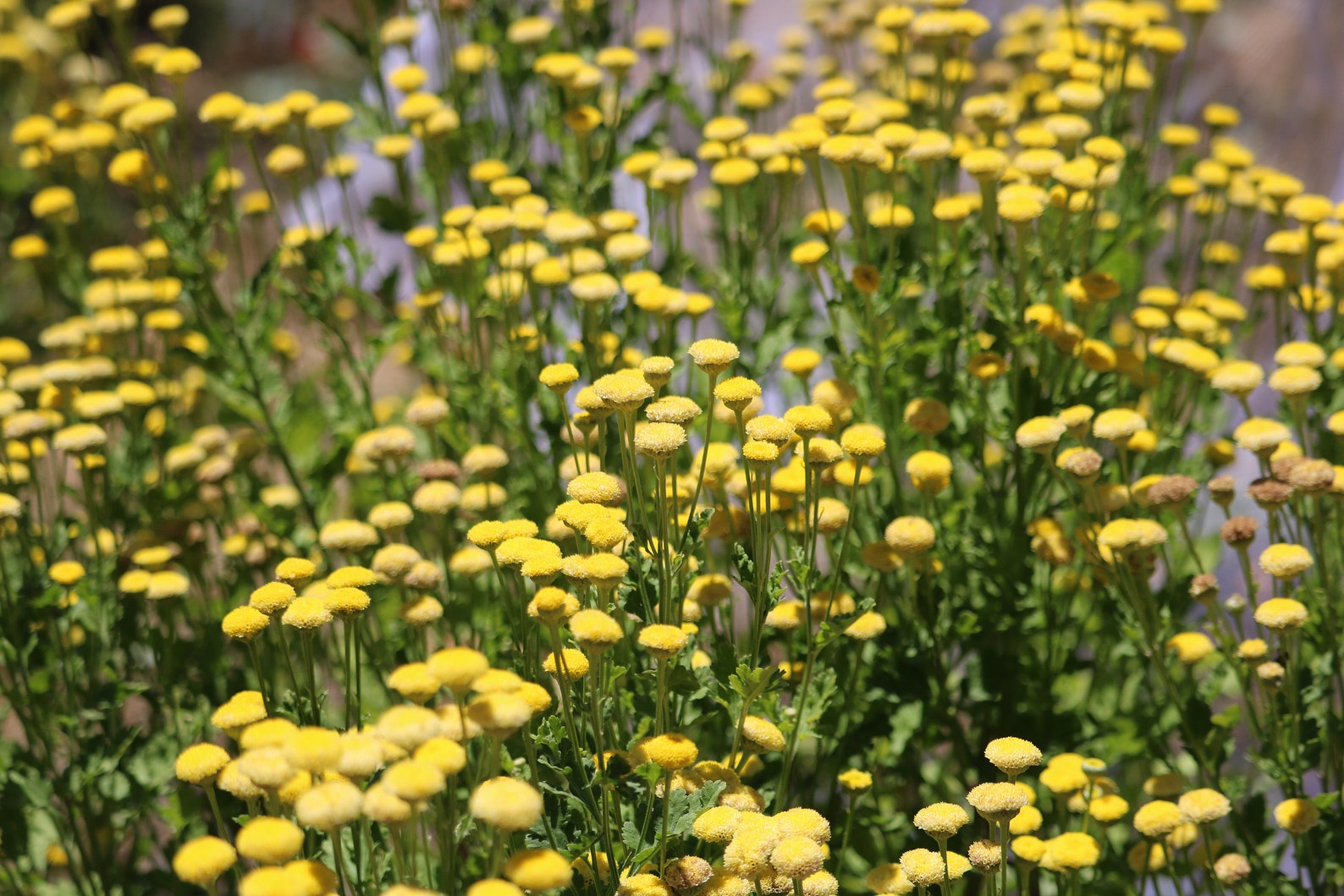 100 Yellow Button Feverfew Flower Seeds Matricaria seeds | Etsy