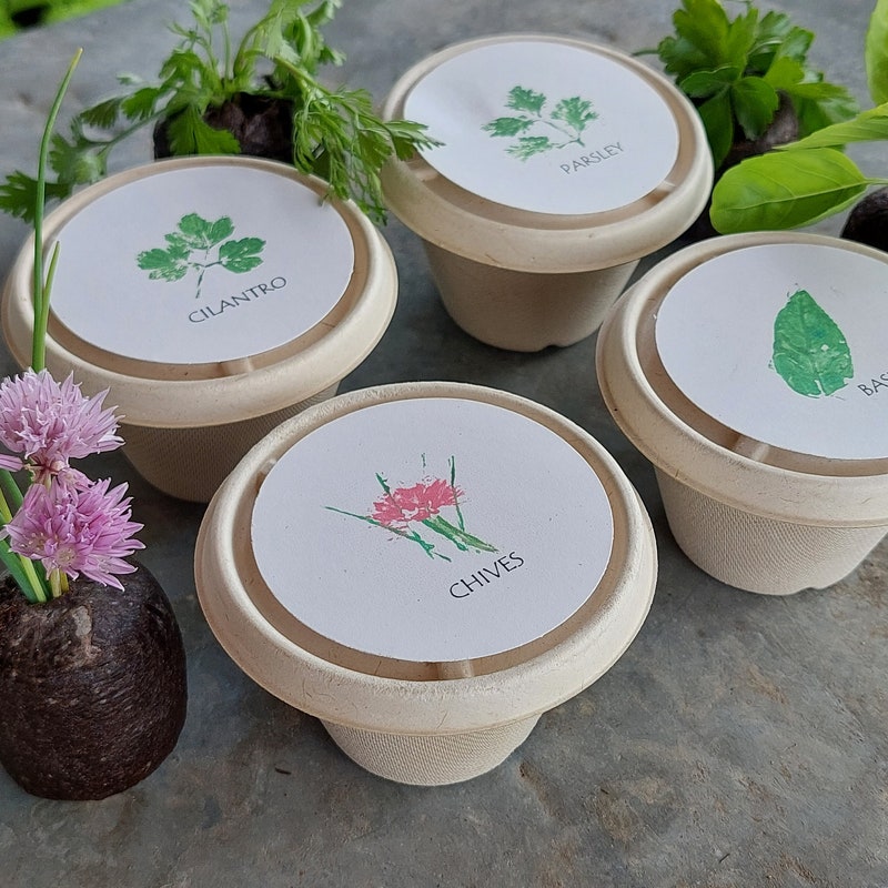 Herb Seeds - Etsy