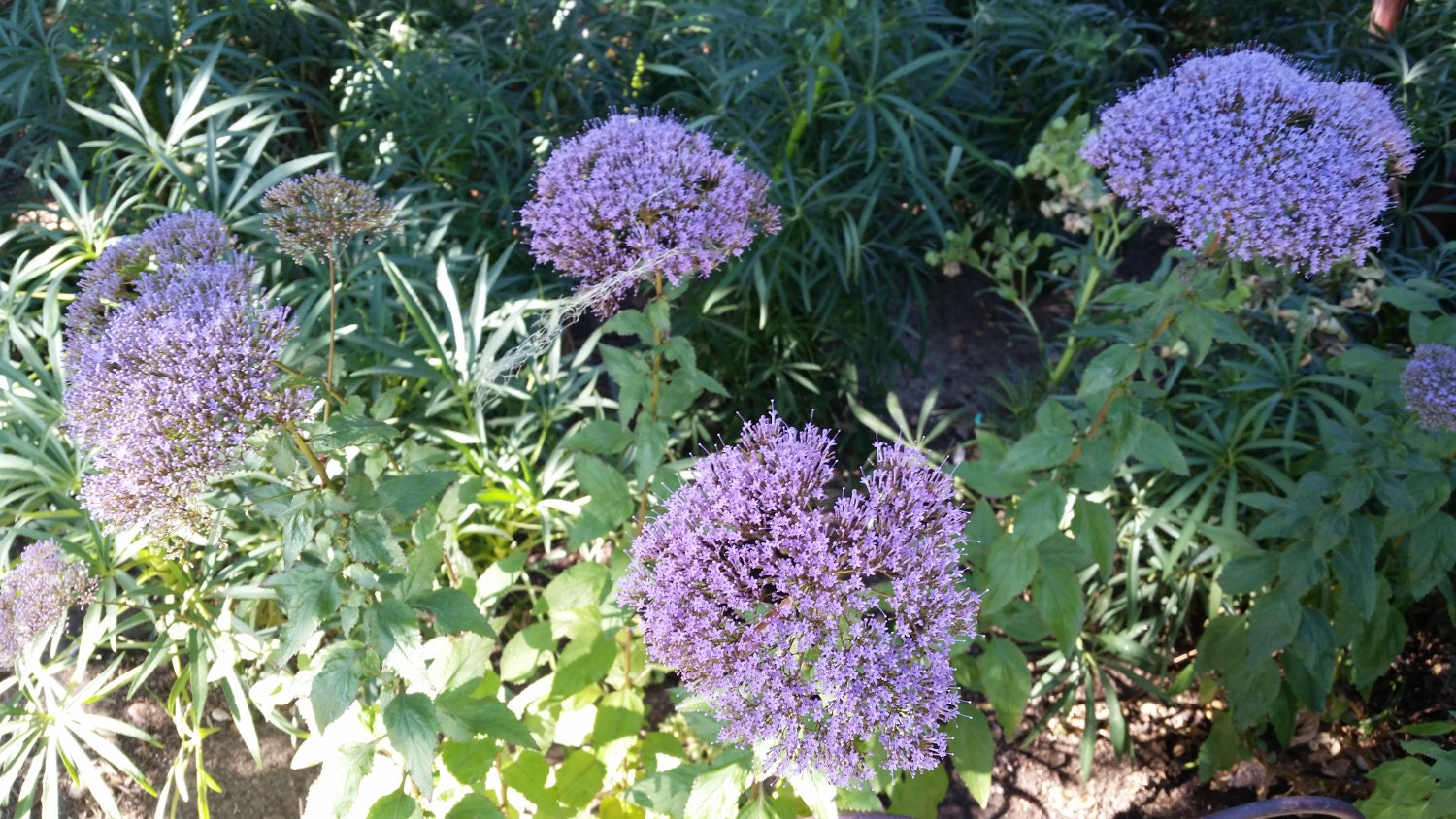 Purple Trachelium flower seeds perennial plant fabulous cut - Etsy 日本