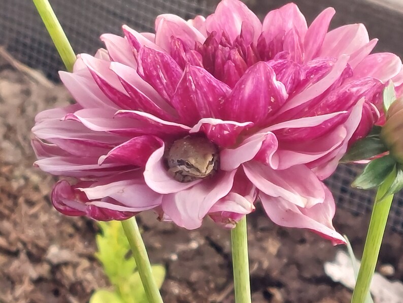 50 Purple Hyssop Hummingbird Mint Perennial Flower Seeds - Etsy