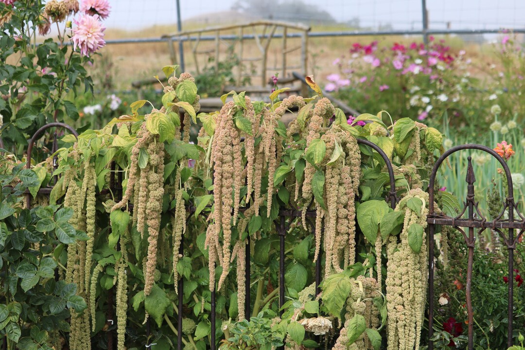 100 Trailing Emerald Green Amaranth Flower Seeds, Tassel Flower, Annual ...