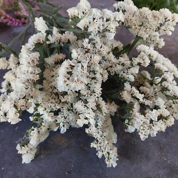 Statice Flowers - Etsy