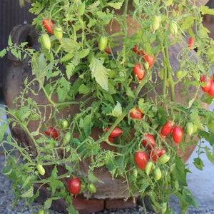 Rose Tomato Seeds Perfect for Pots and Containers, Apartment Tomato ...
