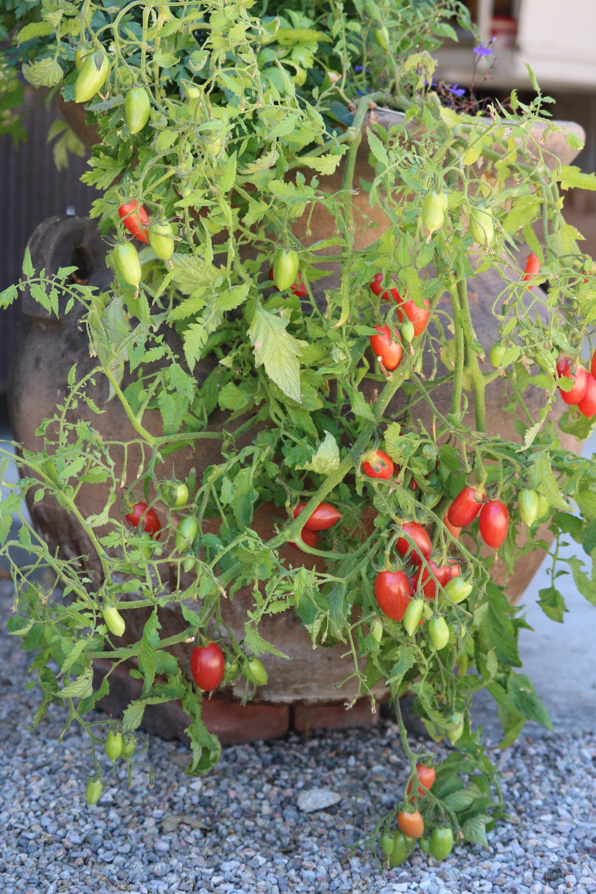 Rose Tomato Seeds Perfect for Pots and Containers Apartment - Etsy