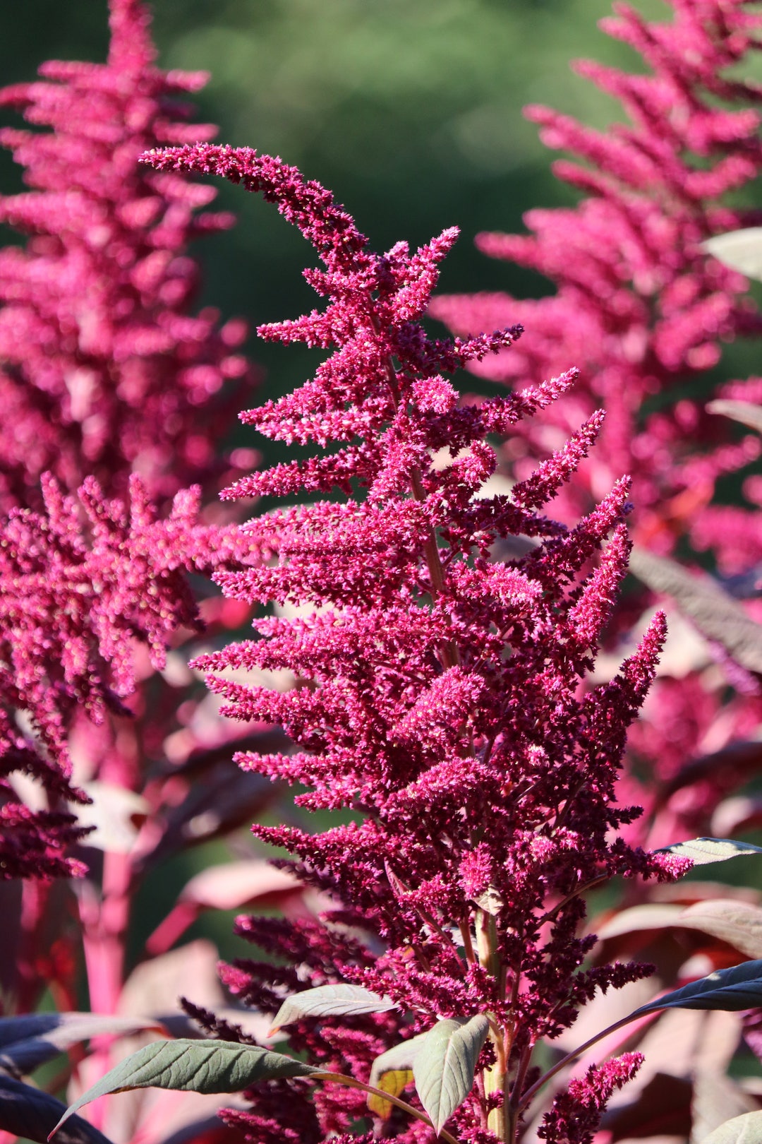 Burgundy Amaranth Flower Seeds, Annual Flower, Tassel Flower, Floral ...