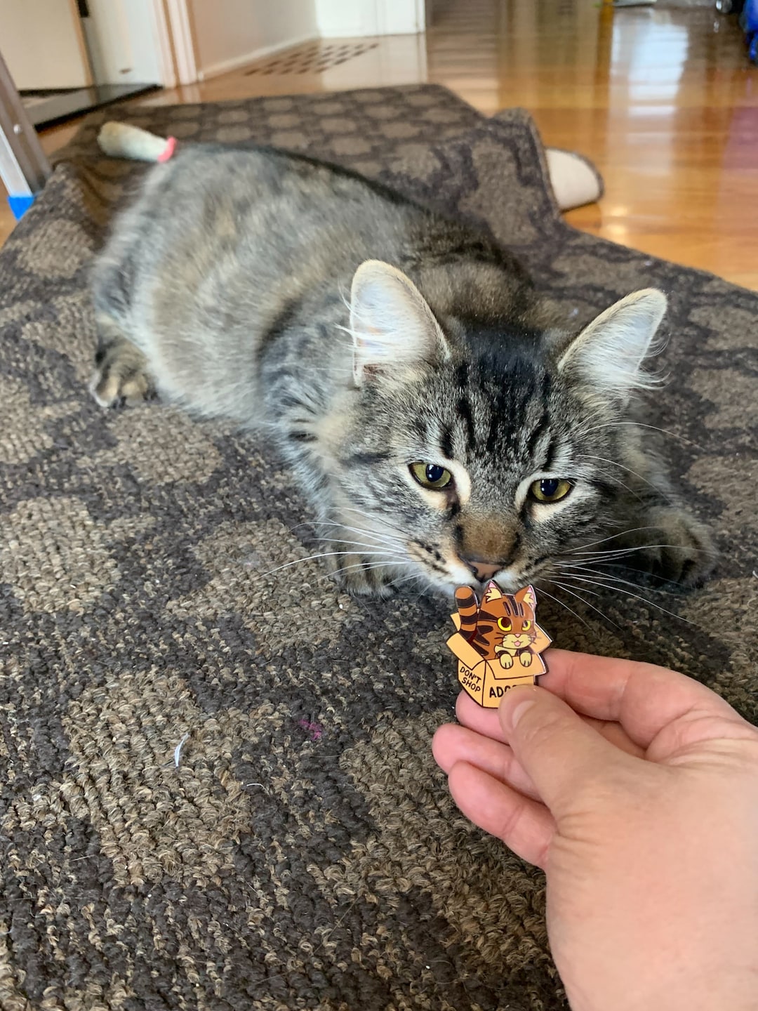 Brown Tabby Cat Enamel Pin - Etsy