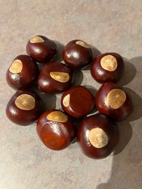 15 Ohio Buckeye Nuts - Etsy