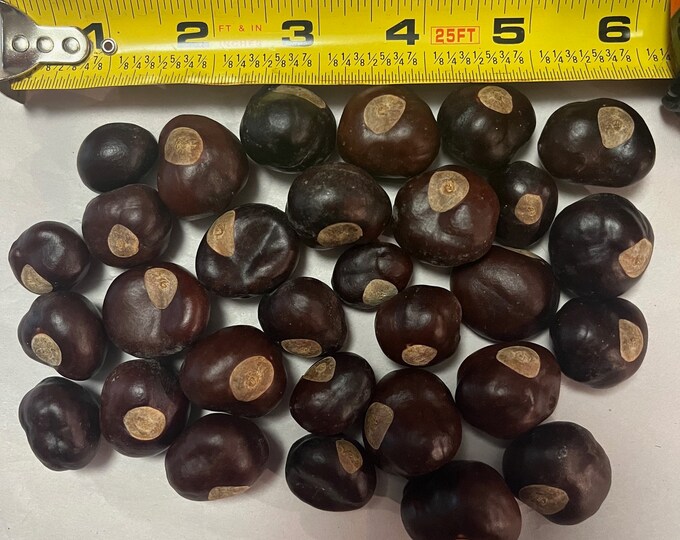 30 Small Ohio Buckeye Nuts - Etsy
