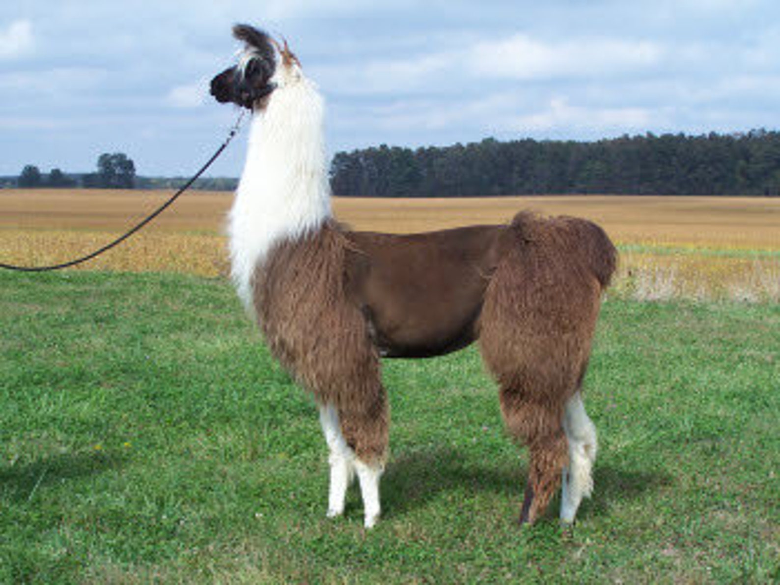 Dark Brown Llama Fiber Raw with Some White and Gray | Etsy