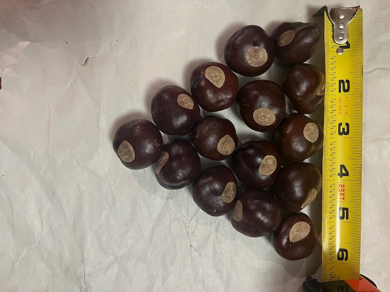 15 Ohio Buckeye Nuts - Etsy