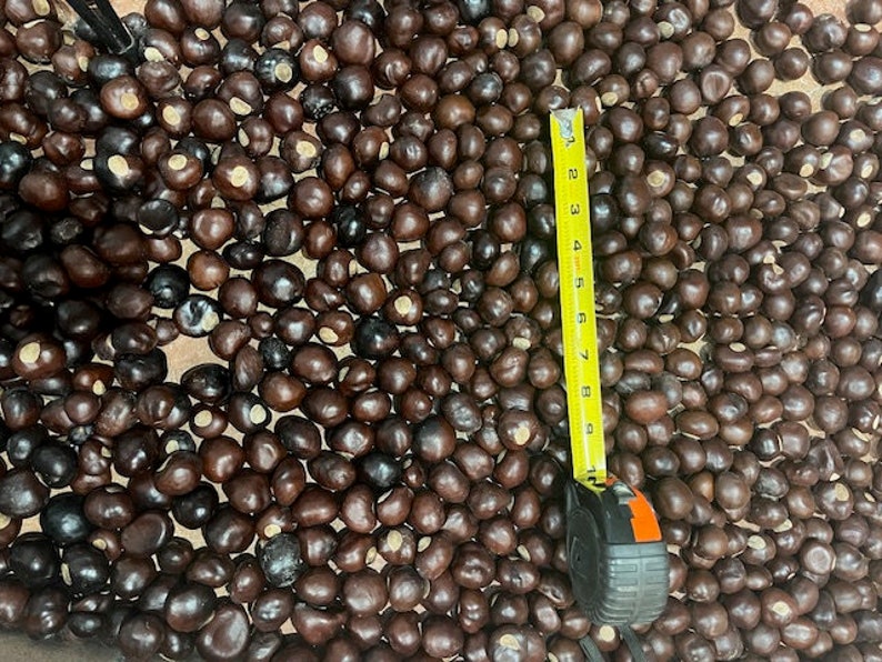 15 Ohio Buckeye Nuts - Etsy