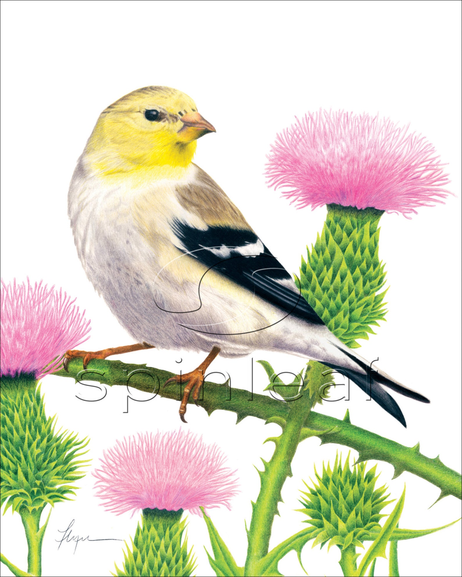 Gold Finch Art Print Illustration of Female Yellow Finch Bird - Etsy