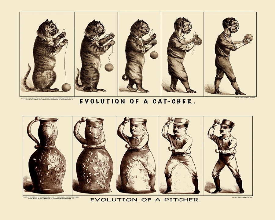 Future Evolution Of Cats