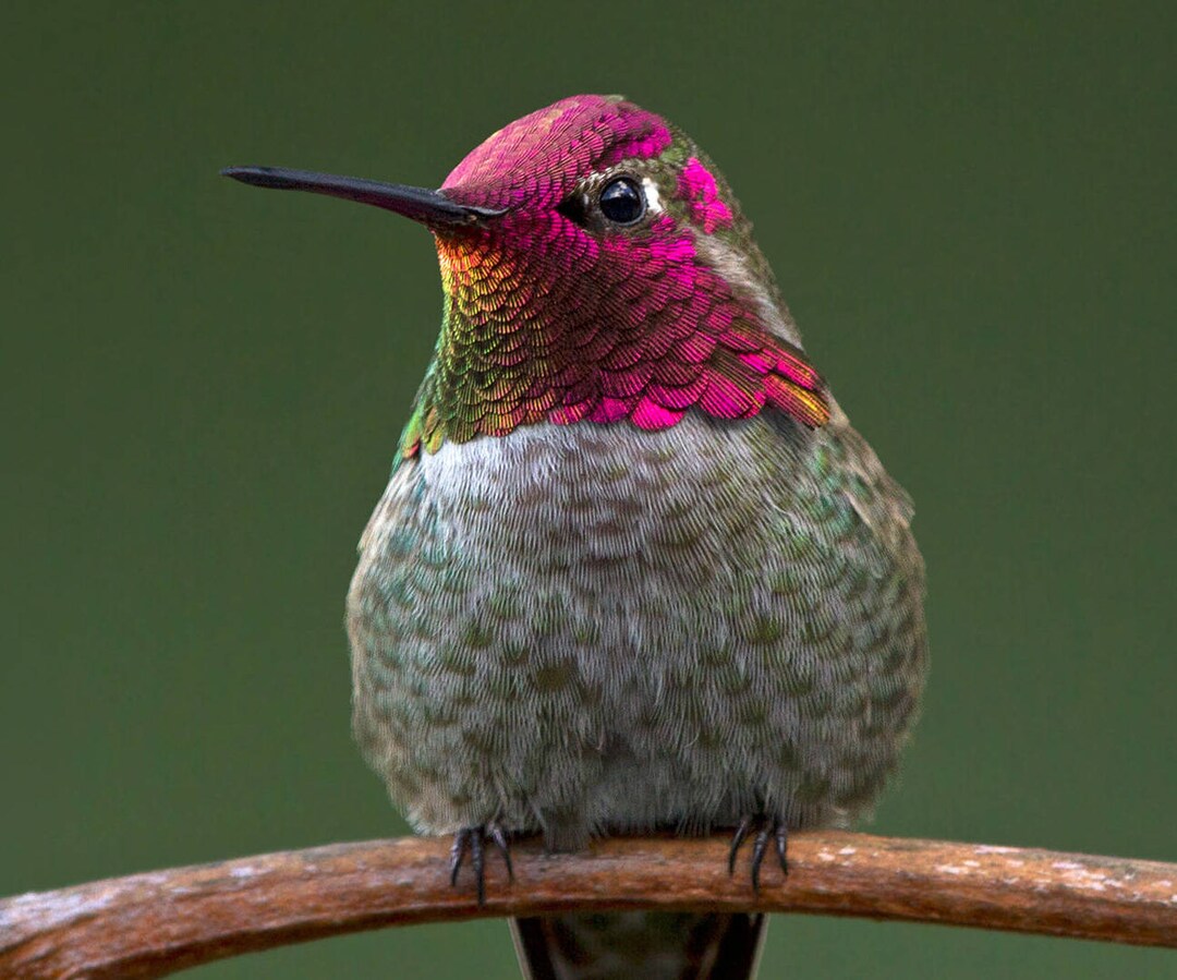 Hummingbird_3 Counted Cross Stitch Pattern, 14 Ct. Aida Direct Download ...