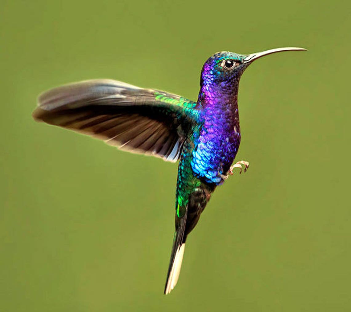 Hummingbird_4 Counted Cross Stitch Pattern, 14 Ct. Aida, Direct ...