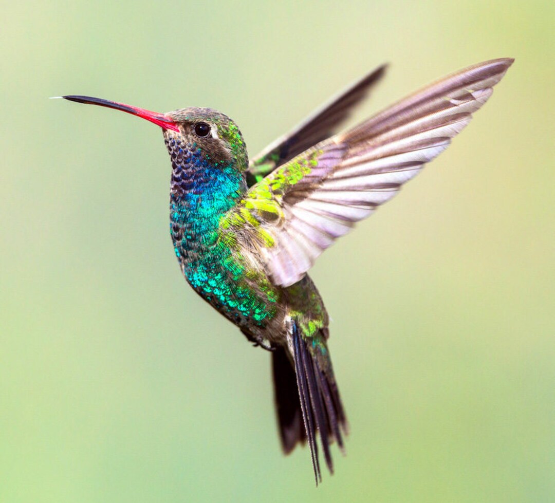 Hummingbird_5 Counted Cross Stitch Pattern, Aida, Direct Download - Etsy