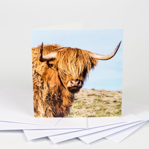 Highland Cow Birthday Card - Etsy