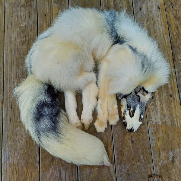 Fox Taxidermy - Etsy