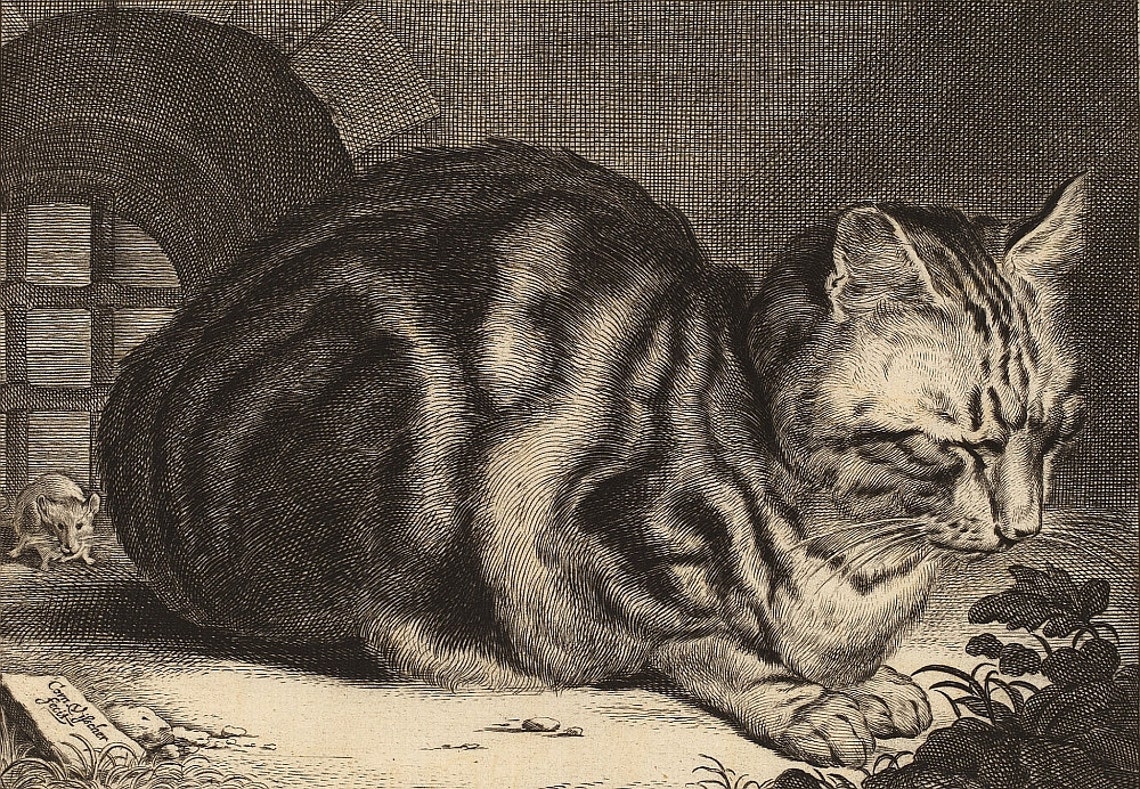 Sleeping Striped Cat, Creeping Mouse. New Landscape Prints, 5x7 Blank ...