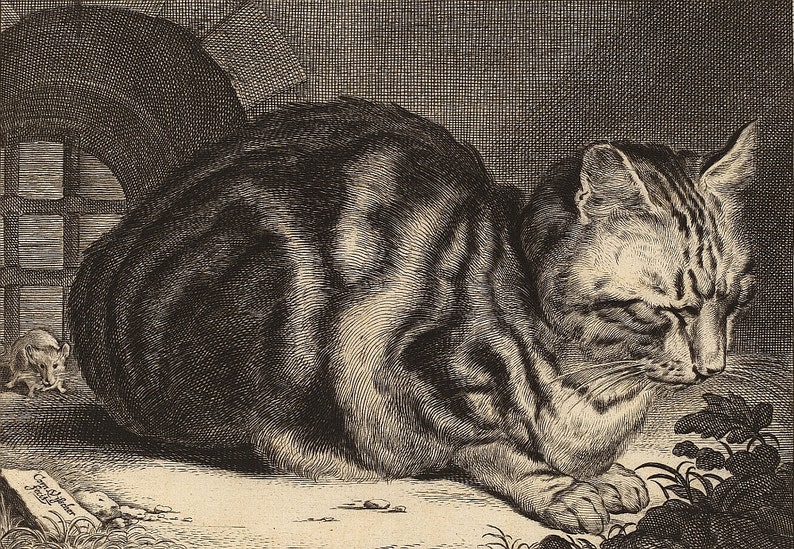 Sleeping Striped Cat, Creeping Mouse. New Landscape Prints, 5x7 Blank ...