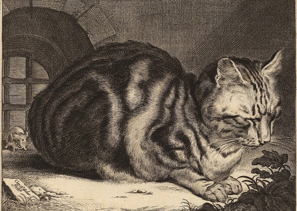 Sleeping Striped Cat, Creeping Mouse. New Landscape Prints, 5x7 Blank ...