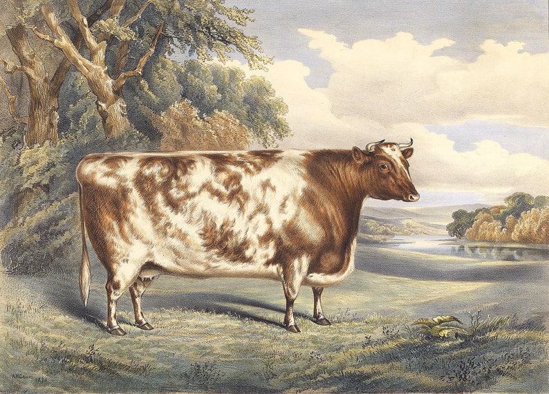 Victorian Prize: lady Fragrant Brown & White Cow | Etsy