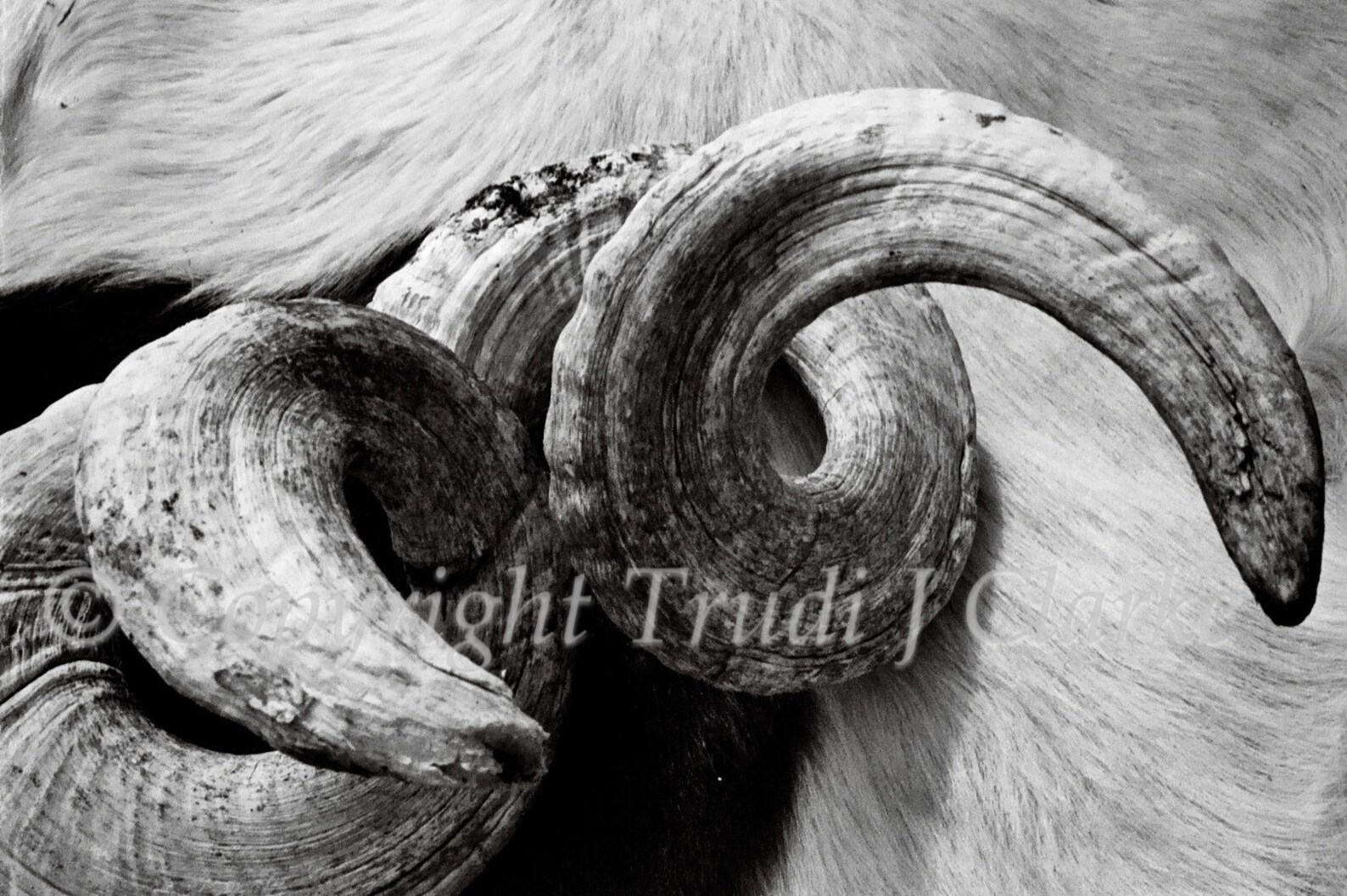 Hide & Horn - Etsy