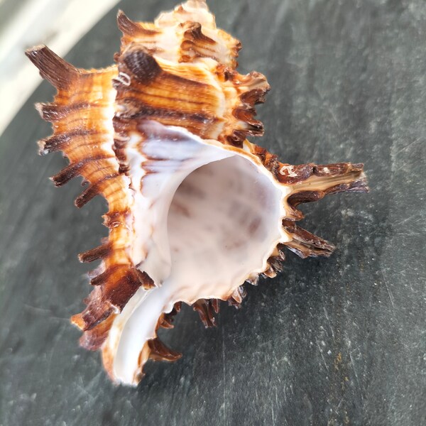 Natural Sea Shells - Etsy