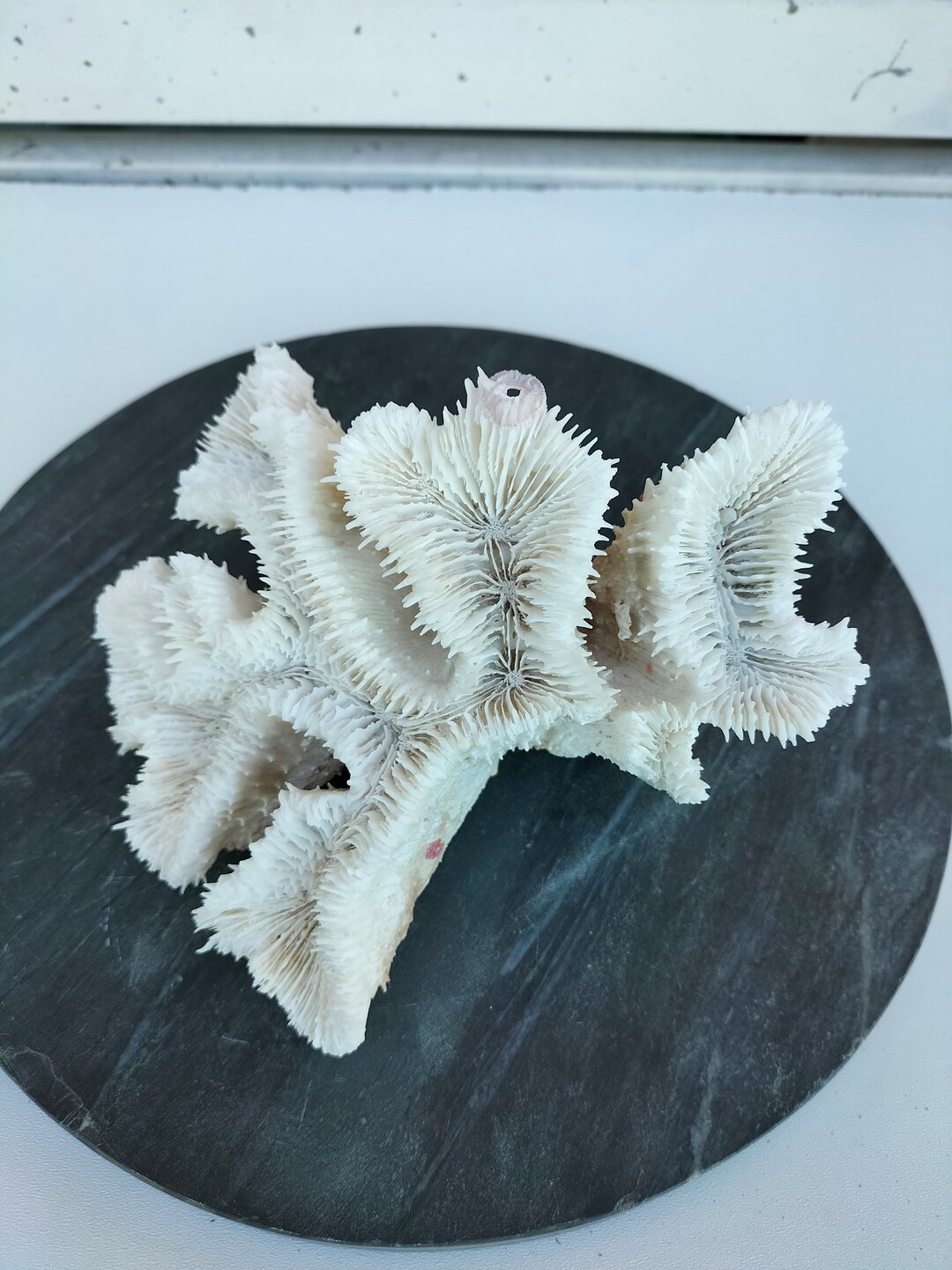 Brain , Cerebro Coral, Rose Coral, Natural White Sea Coral for Your ...