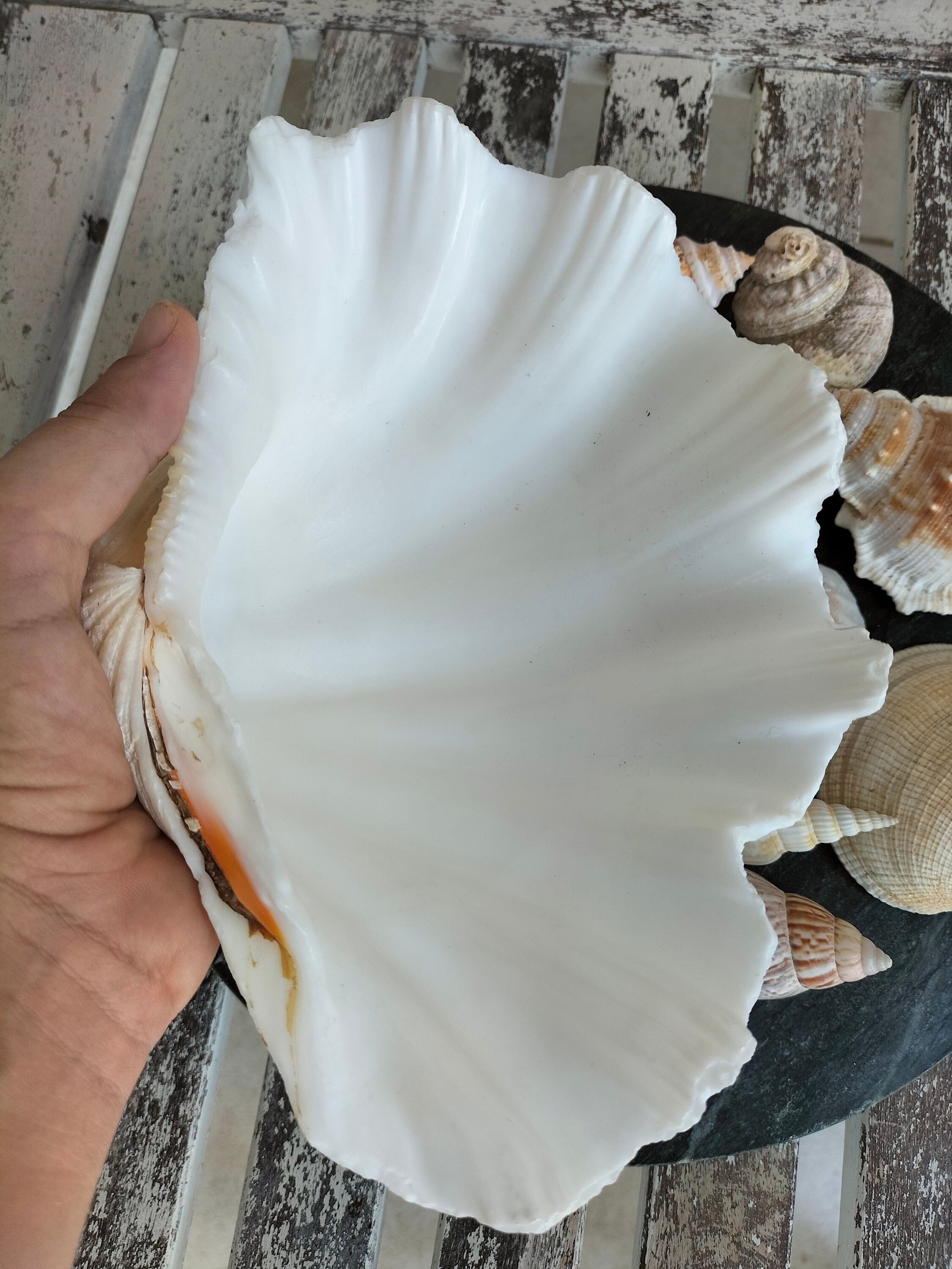 Giant Clam Shell Full With Big Ocean Shells, Center Piece, Beach ...