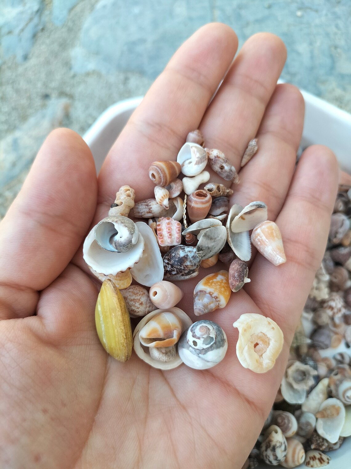 Tiny Mixed Shells 1 Cup 250 Craft Shells Beach Wedding Nautical Decor ...