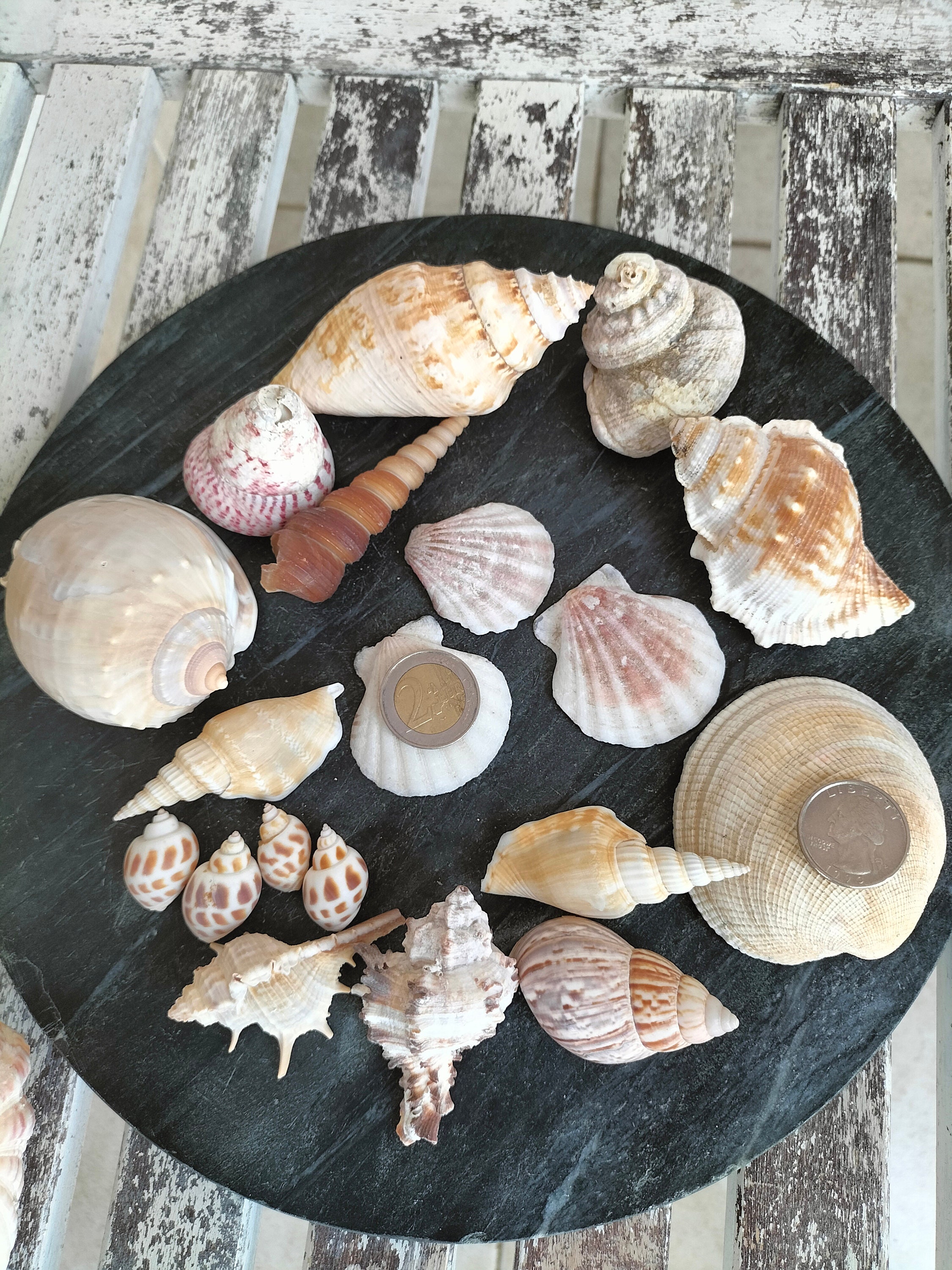 Giant Clam Shell Full With Big Ocean Shells, Center Piece, Beach ...