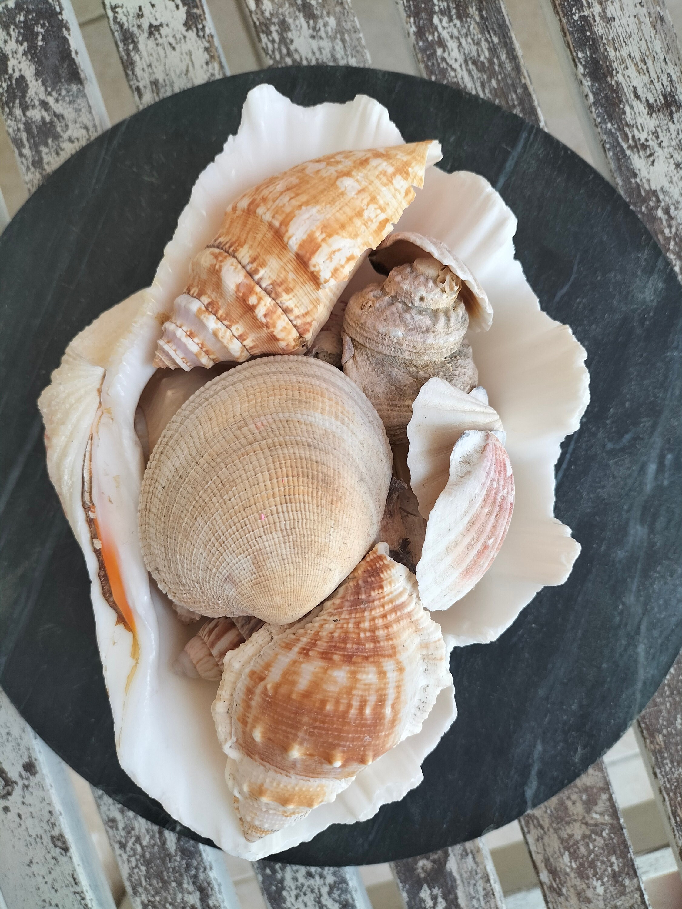 Giant Clam Shell Full With Big Ocean Shells, Center Piece, Beach ...